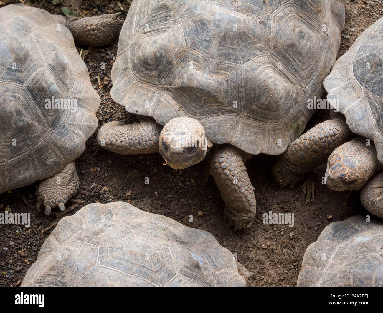 Group of young tortoises crowding together in the Galapagos Islands ...