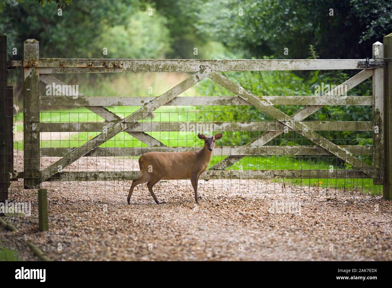 British native deer species hi-res stock photography and images - Alamy British native deer species hi-res stock photography and images - Alamy