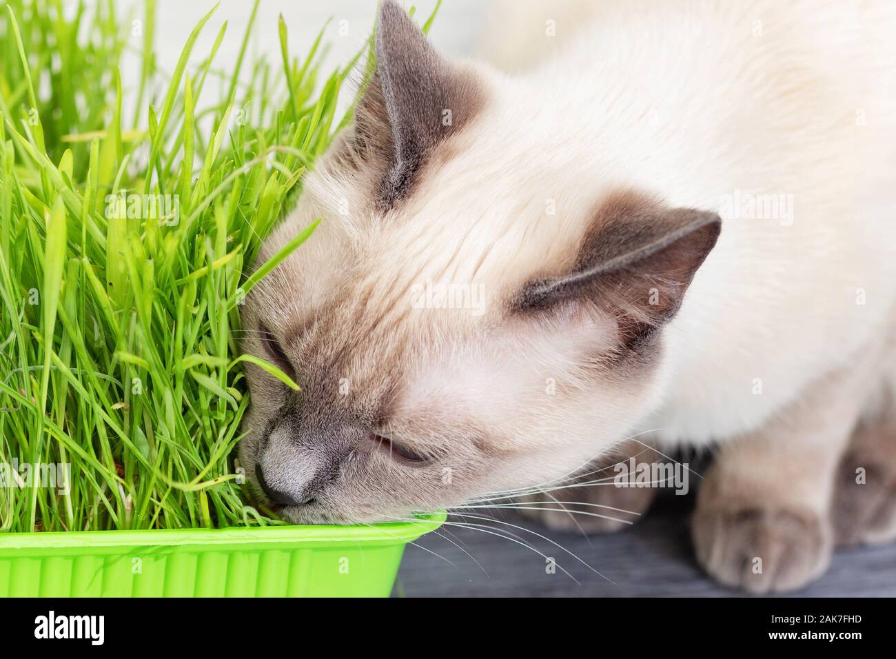 Cat next to germinated green sprouts of oats Stock Photo - Alamy