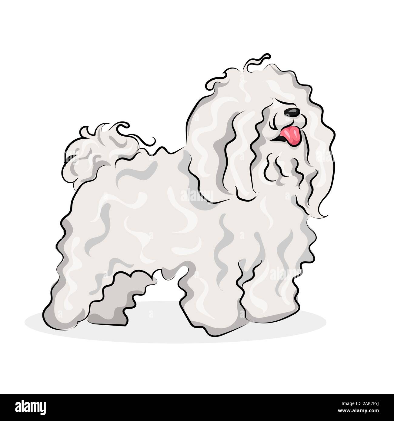 white Bichon Frize dog isolated at one color background Stock Photo - Alamy