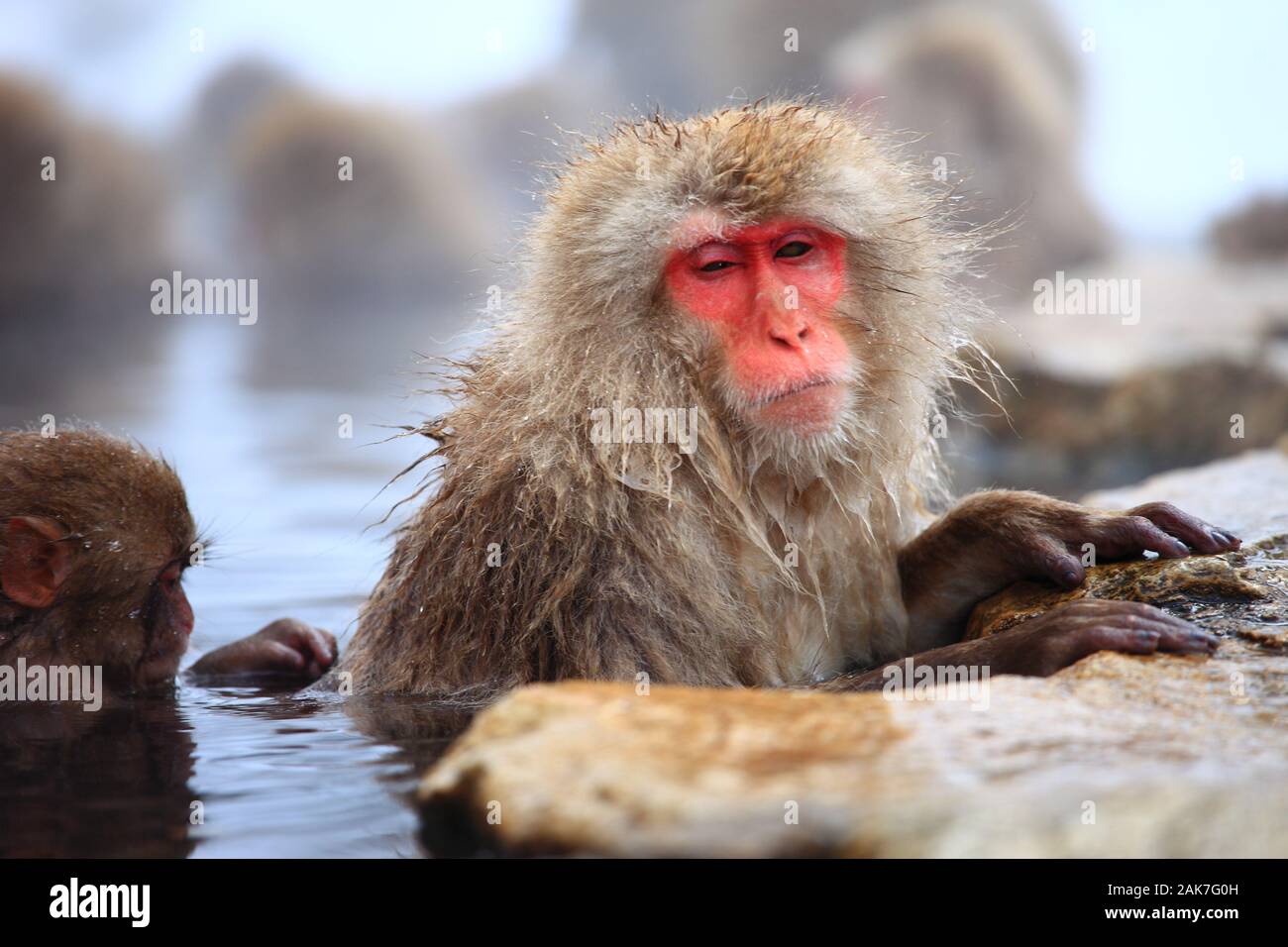 Snow monkey at hot spring Stock Photo - Alamy