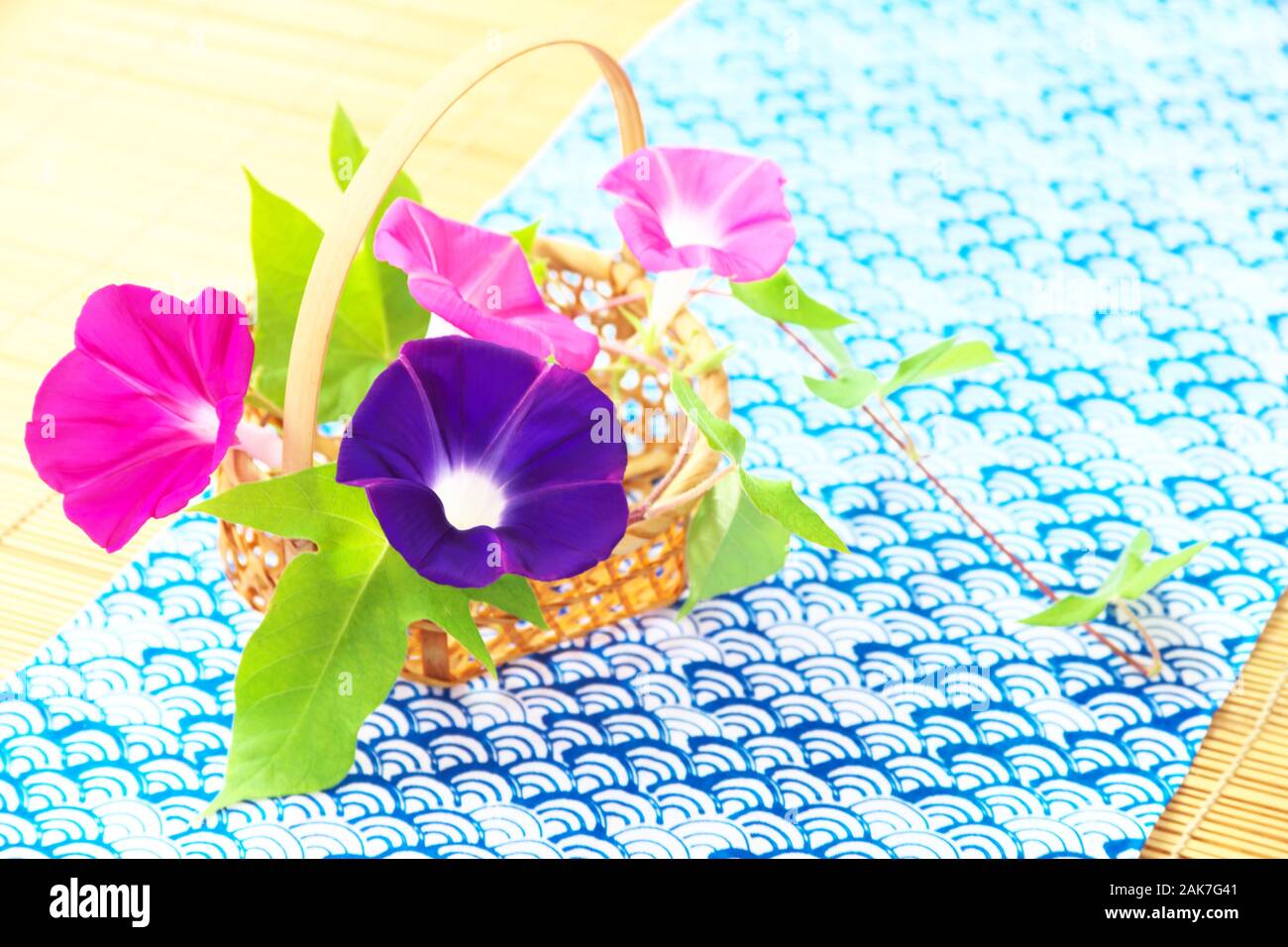 Japanese morning glory Stock Photo - Alamy