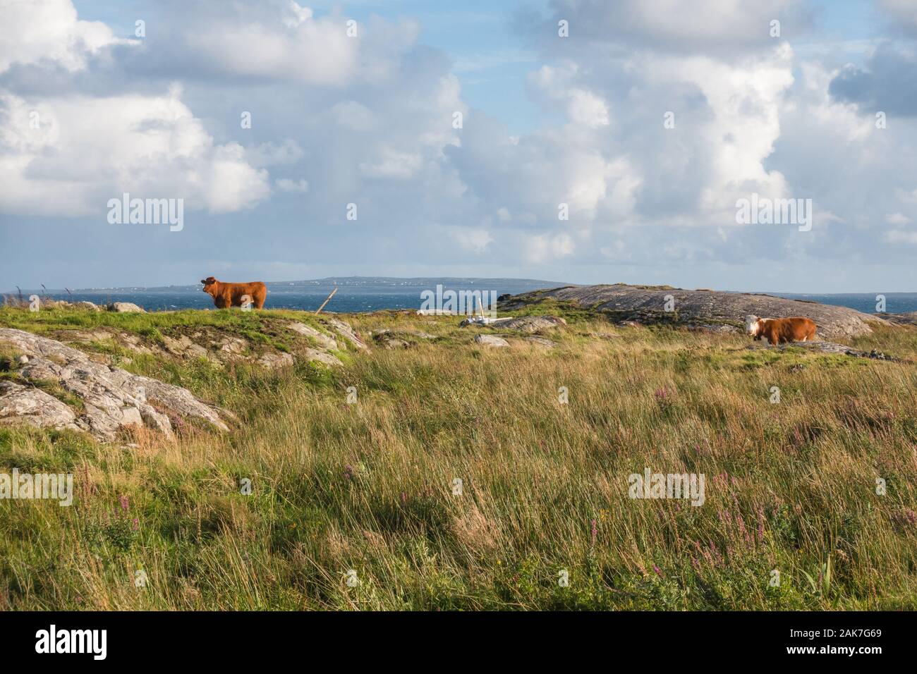 Irish countryside with landscape Stock Photo - Alamy