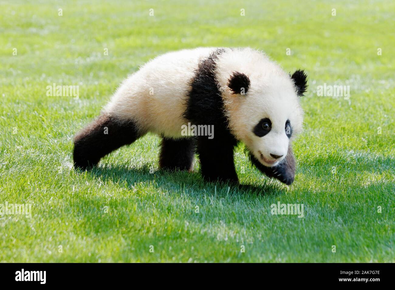 Japan shirahama zoo hi-res stock photography and images - Alamy