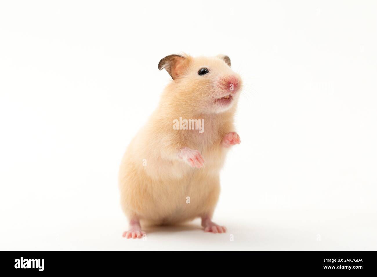 Hamster legs hi-res stock photography and images - Alamy