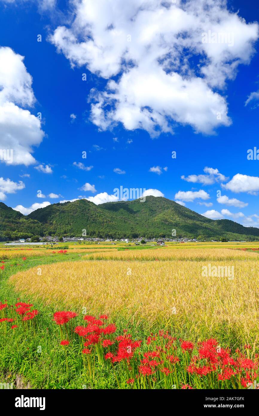 Ridge between rice field hi-res stock photography and images - Alamy
