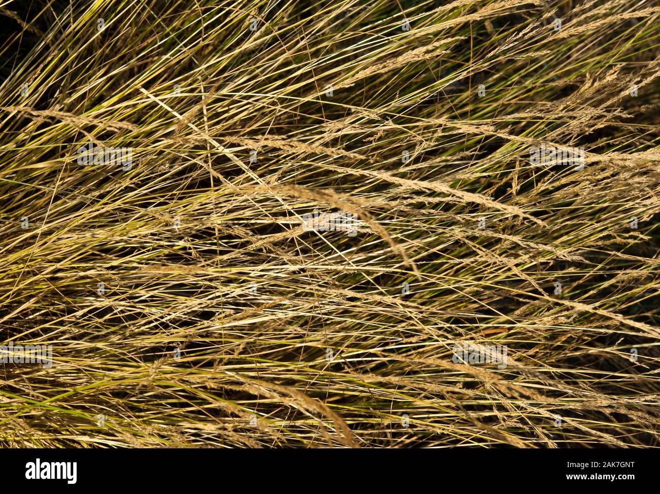Background with dry forest grass Stock Photo - Alamy