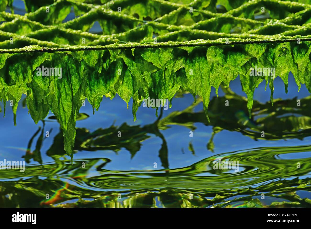 Drying seaweed japan hi-res stock photography and images - Alamy