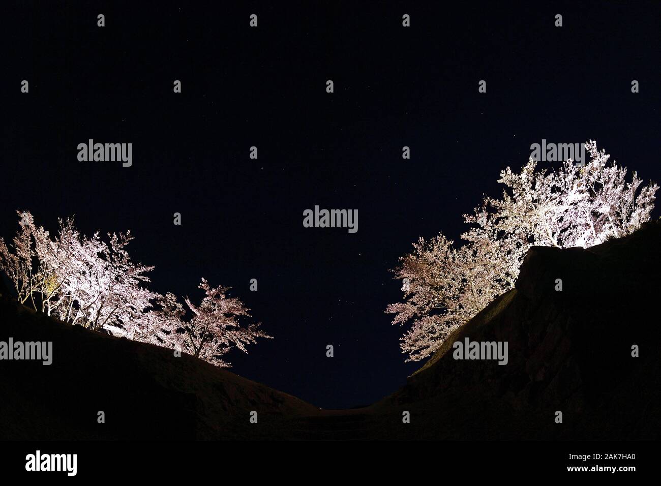 Cherry blossoms light-up Stock Photo - Alamy