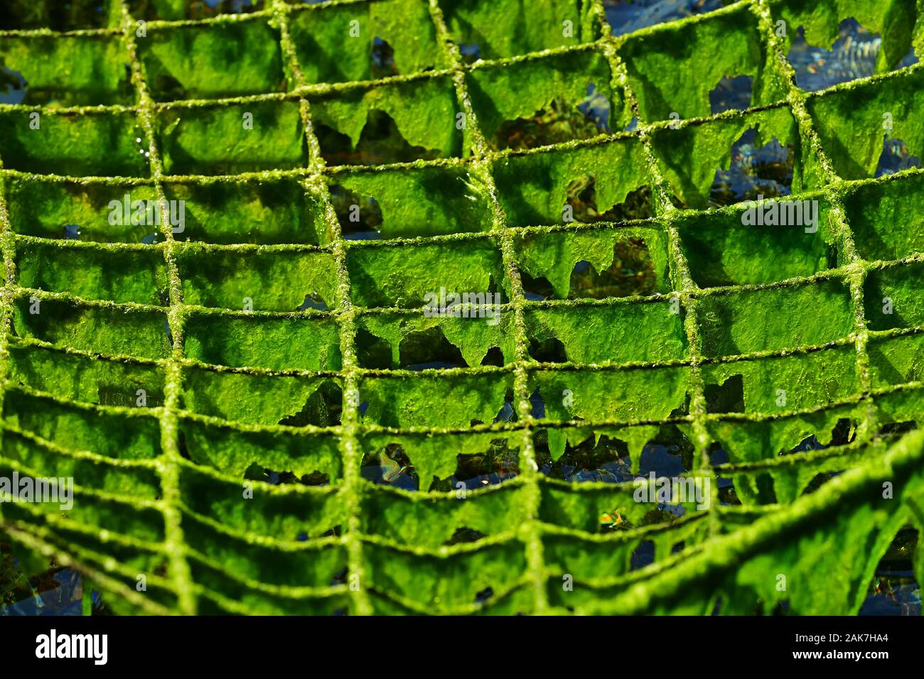 Drying seaweed japan hi-res stock photography and images - Alamy