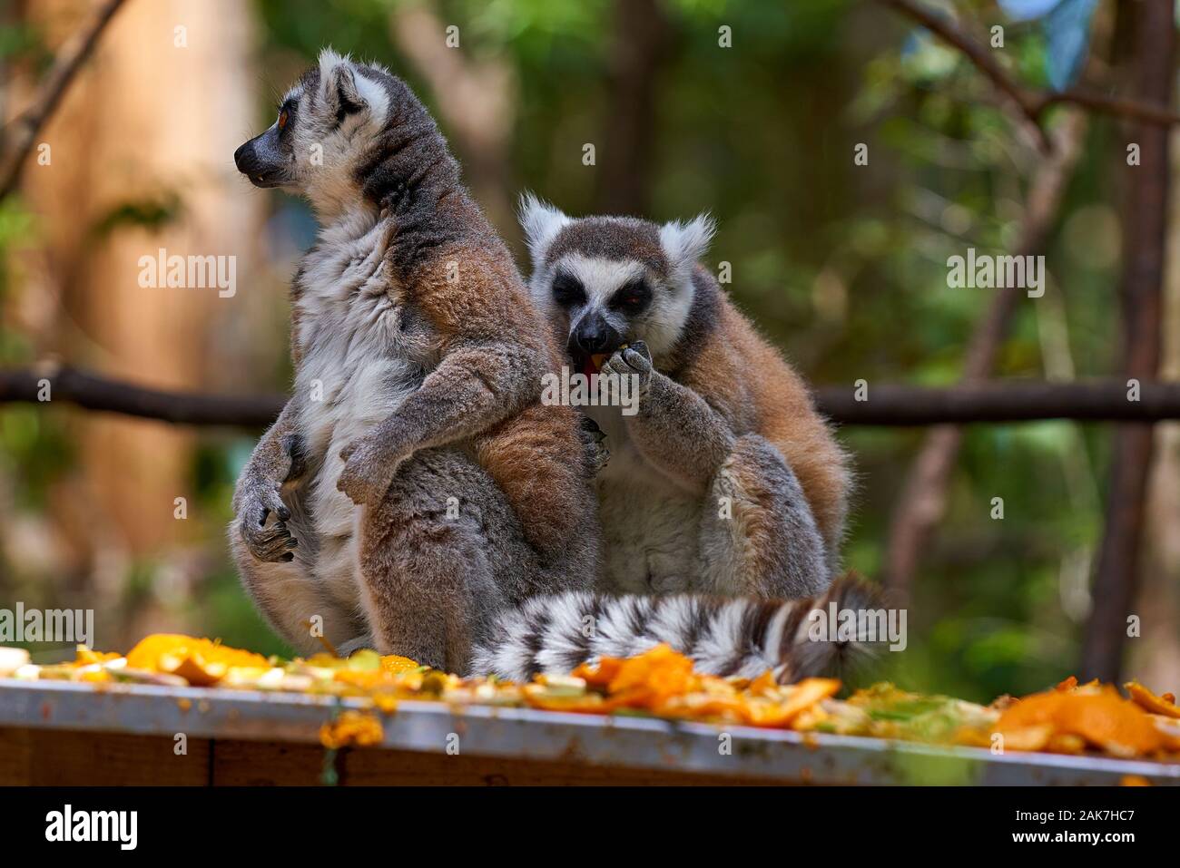 Monkey in the tree Stock Photo - Alamy