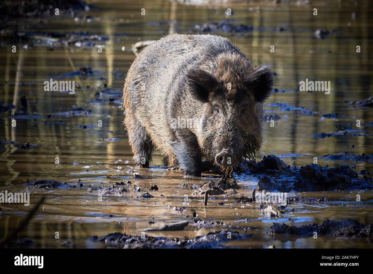 Central Europe Wild Boar in the Mud (Sus Scrofa Stock Photo - Alamy