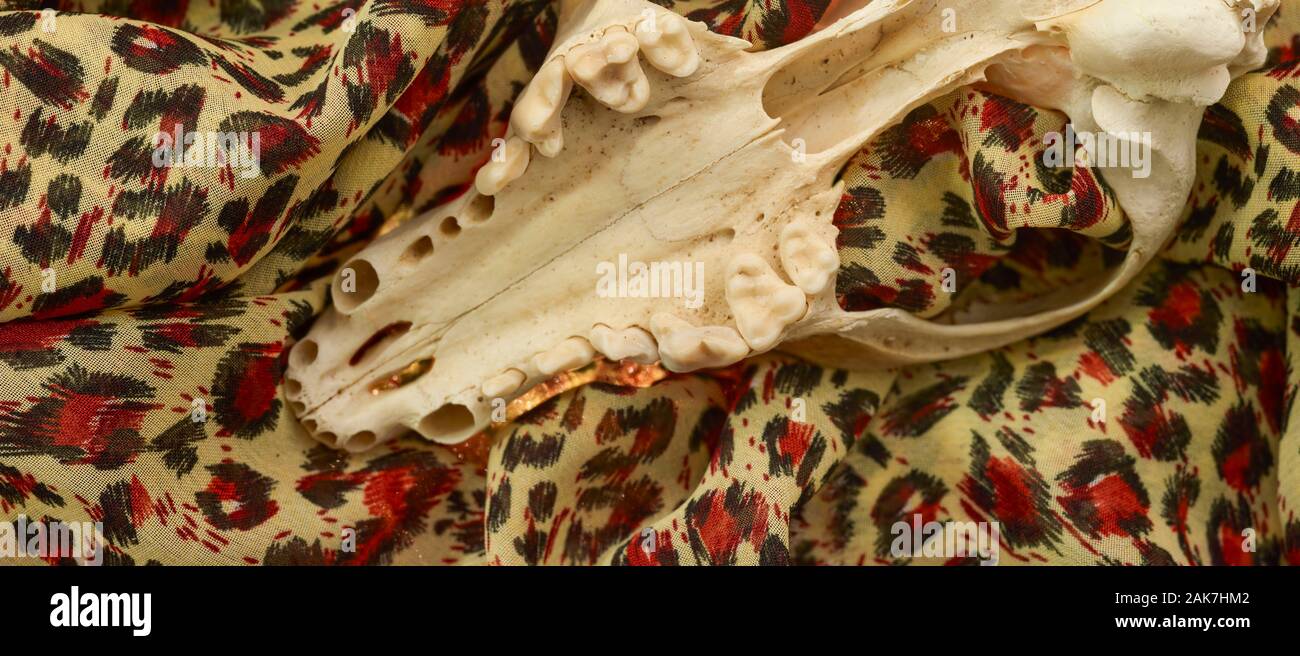 Bony matrix hi-res stock photography and images - Alamy