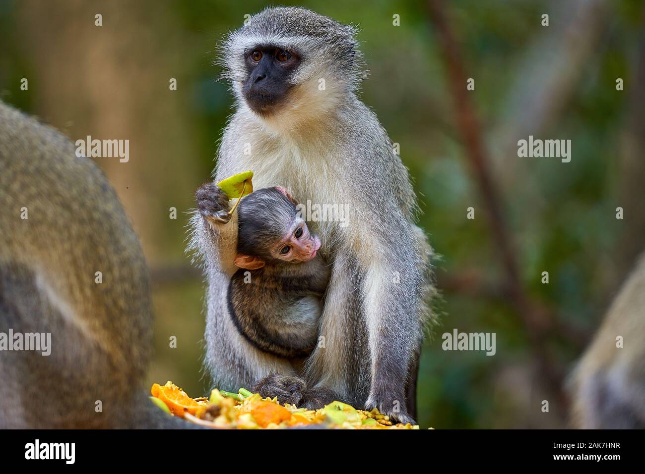 Monkey in the tree Stock Photo - Alamy