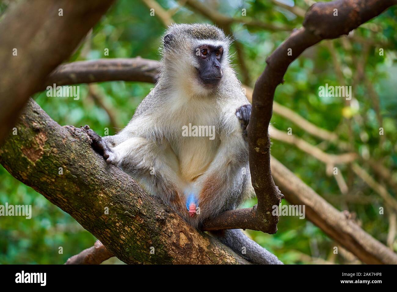 Monkey in the tree Stock Photo - Alamy