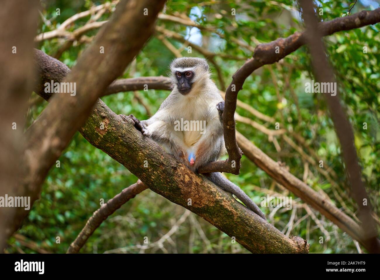 Monkey in the tree Stock Photo - Alamy