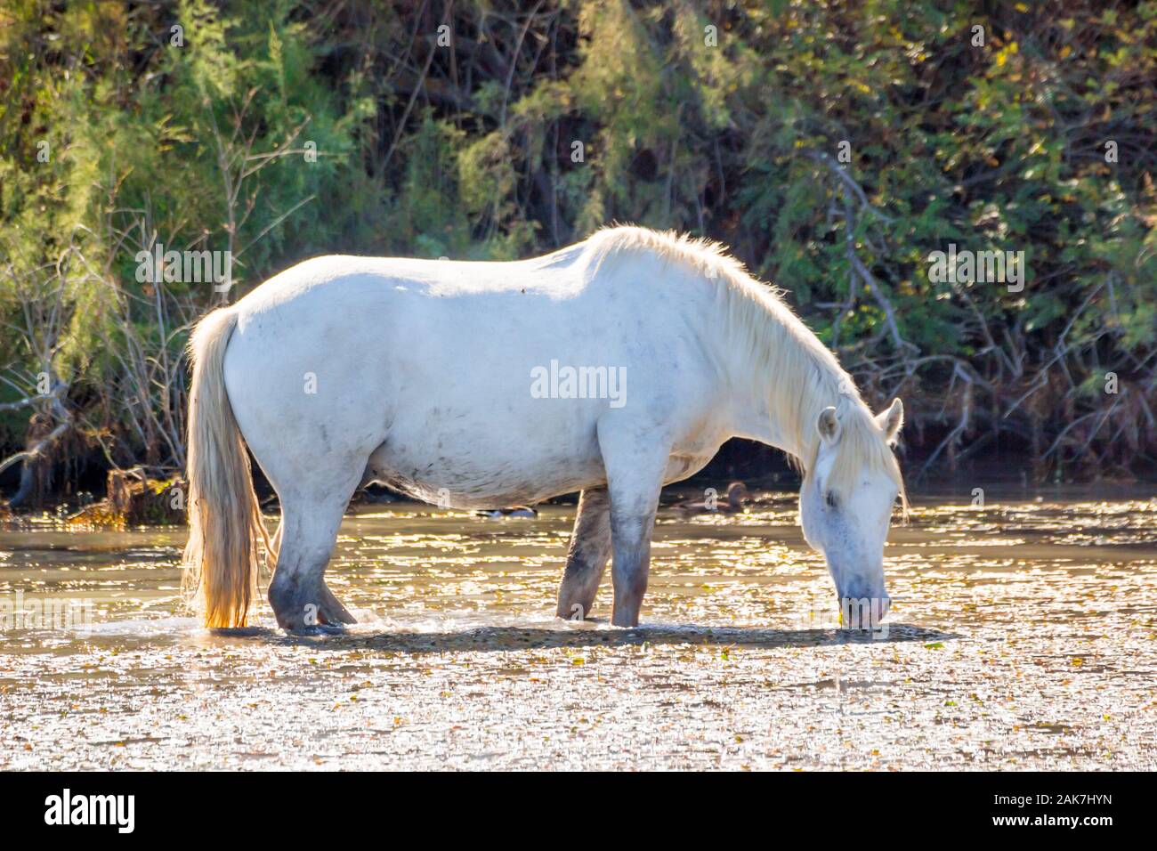 The rhône estuary in the camargue hi-res stock photography and images ...