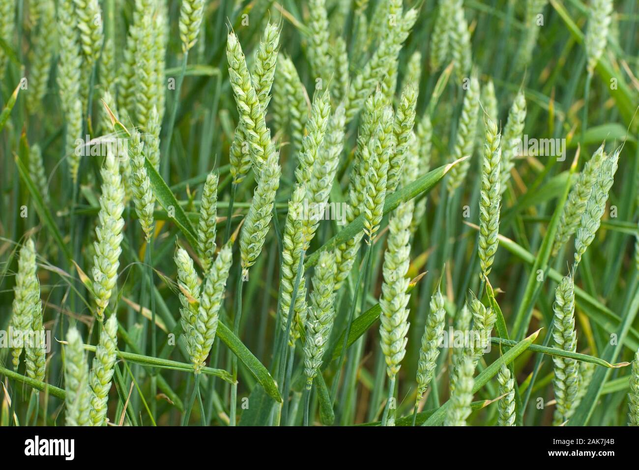 Triticum sp hi-res stock photography and images - Alamy