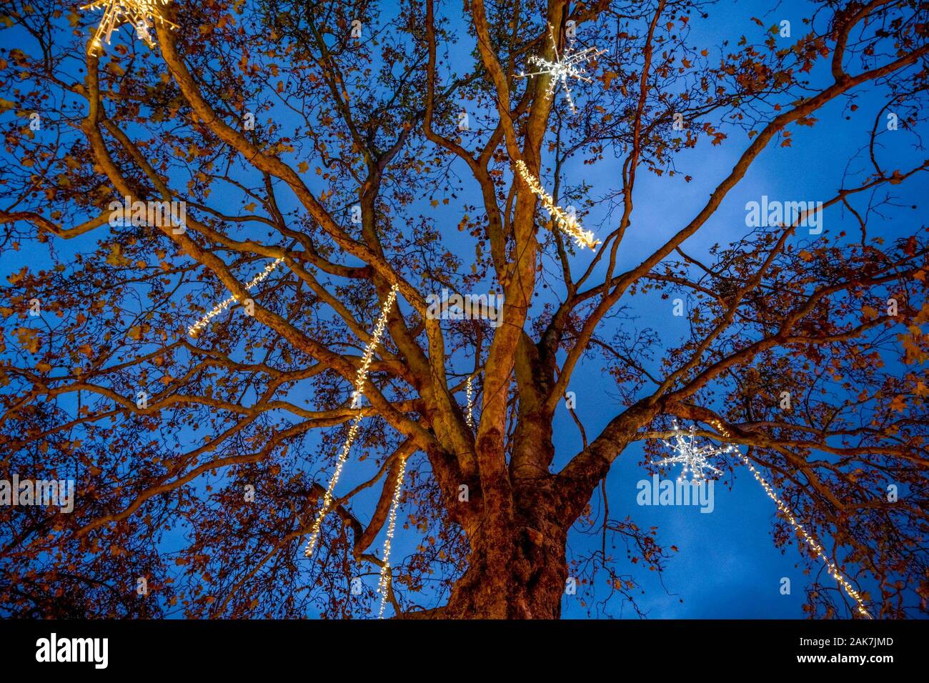tree with icicle and star lights Stock Photo - Alamy