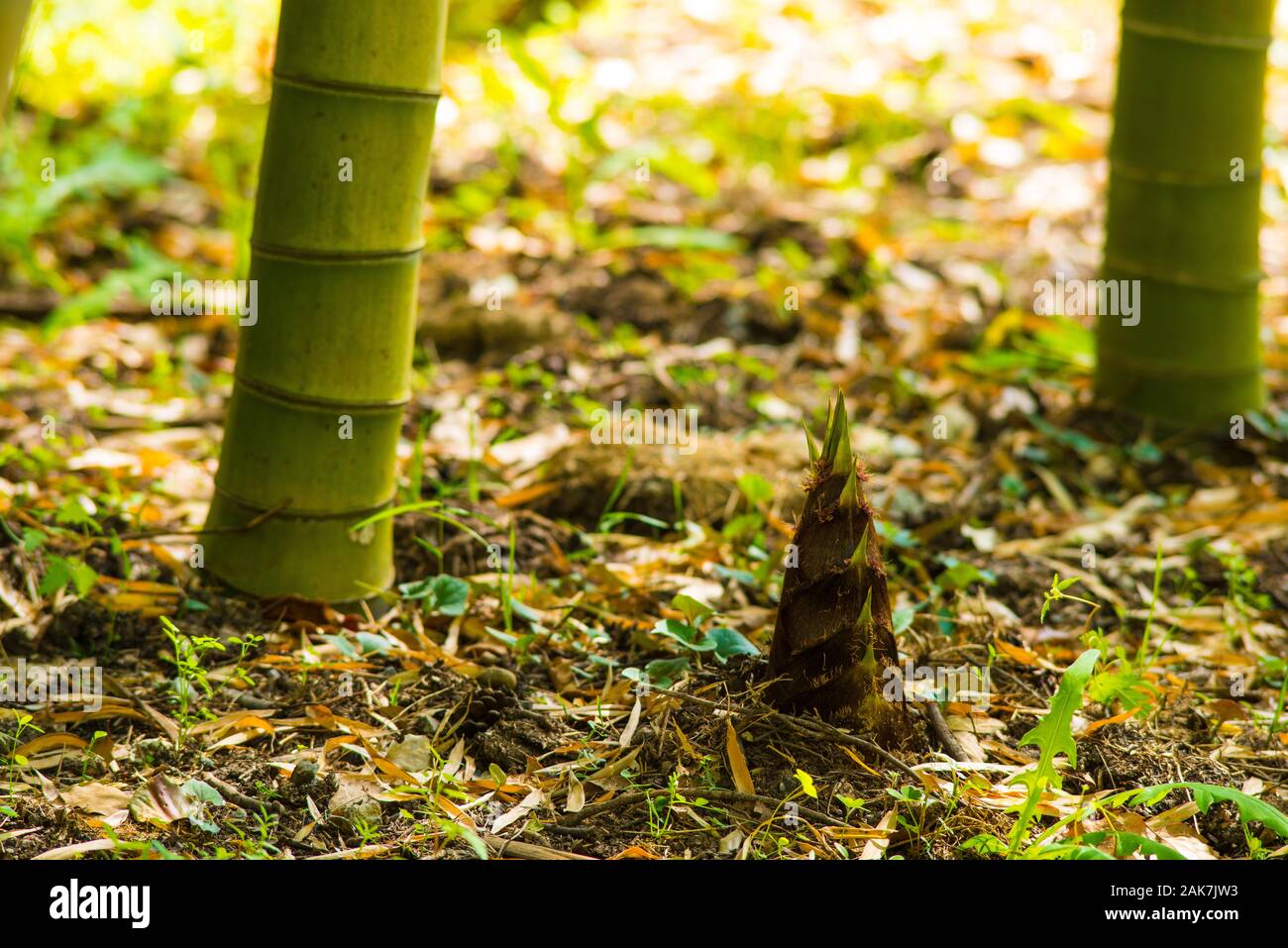 Moso bamboo forest hi-res stock photography and images - Alamy