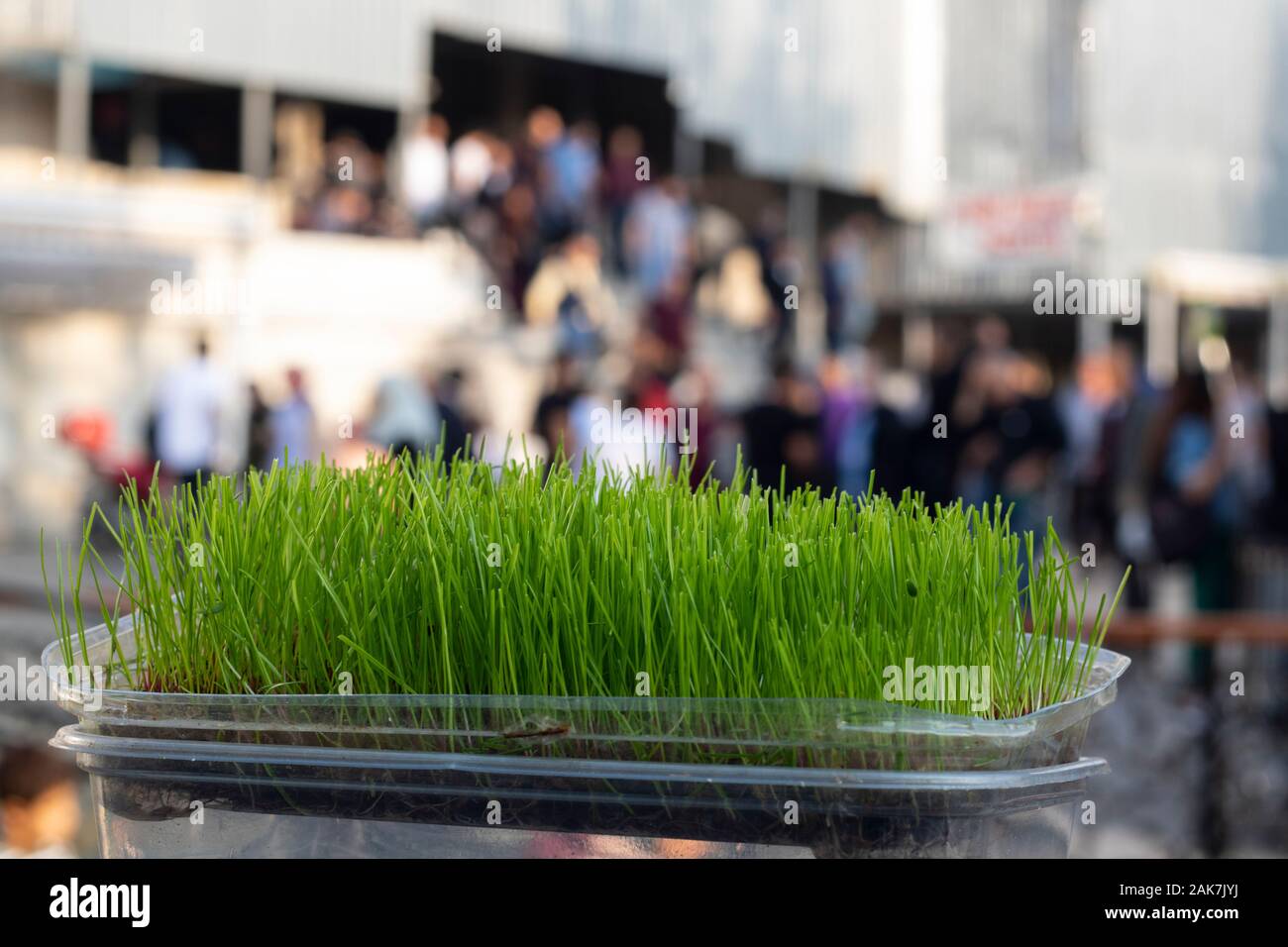 Rectangular pot green grass hi-res stock photography and images - Alamy