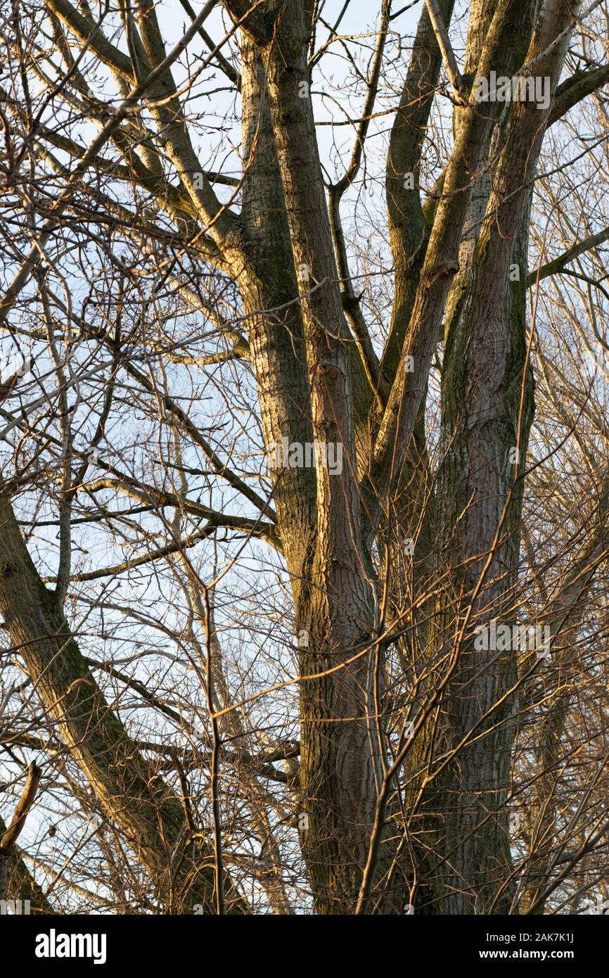 Tree and branches scene background photograph Stock Photo - Alamy