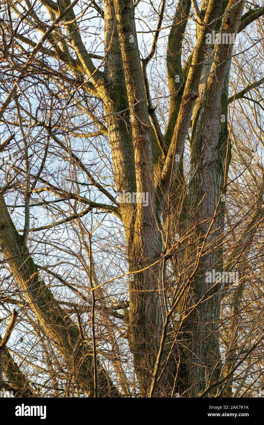 Tree and branches scene background photograph Stock Photo - Alamy