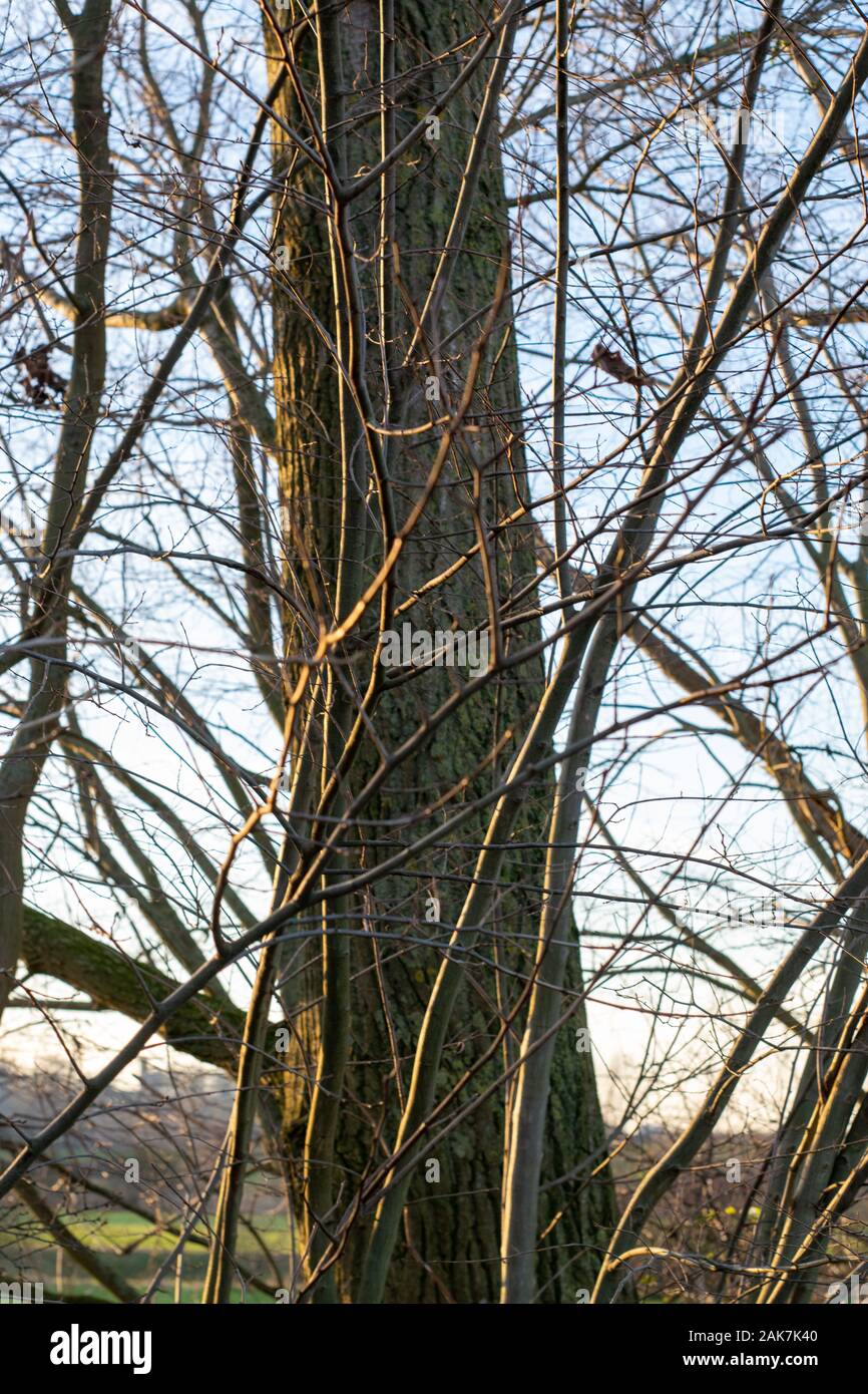 Tree and branches scene background photograph Stock Photo - Alamy