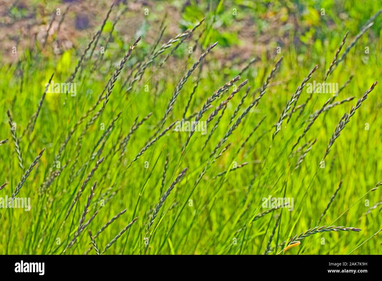 RYE GRASS (Lolium sp.) UK Stock Photo - Alamy