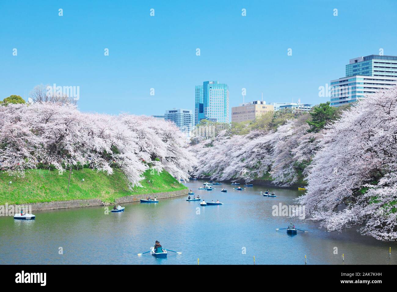 Cherry blossoms blooming downtown Tokyo Stock Photo - Alamy