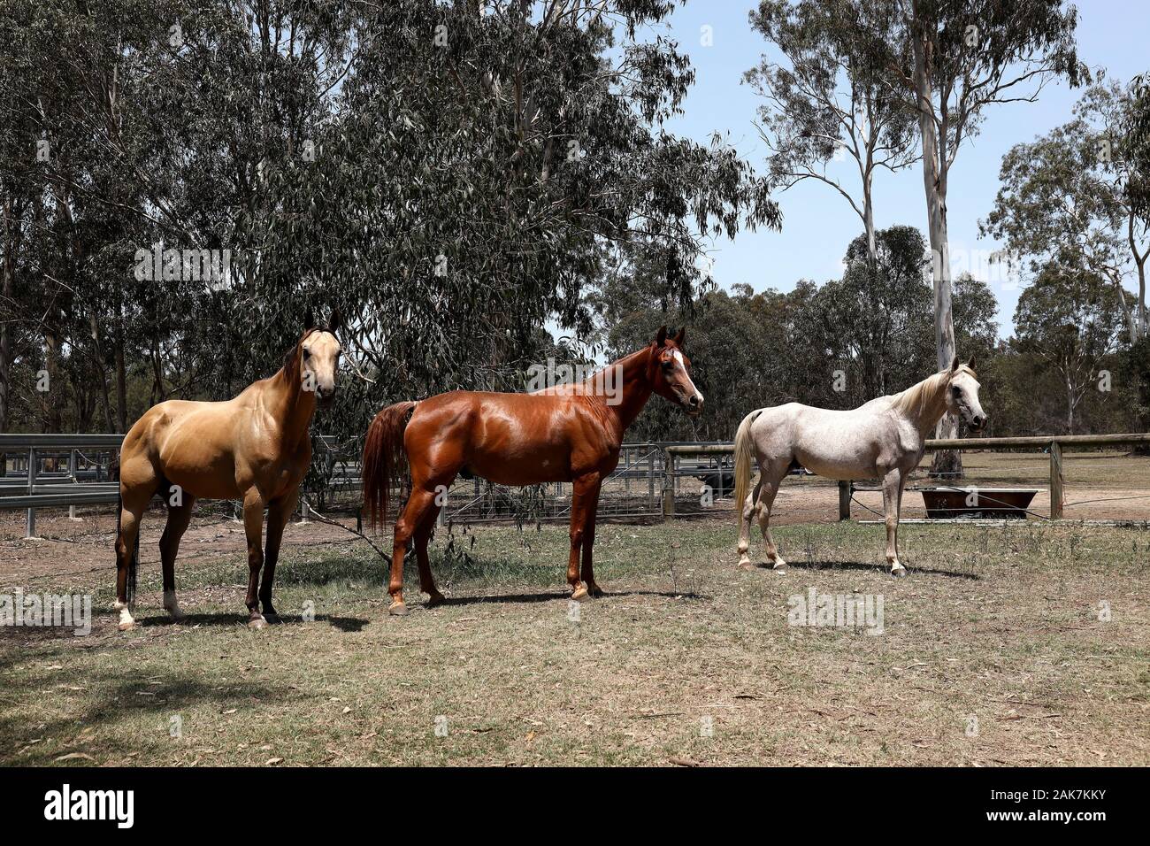 Three male horses standing together in a field of grass, posing proudly ...