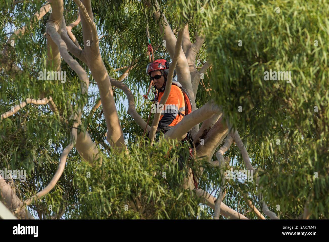 Eucalyptus Tree Exploding Australia at Lucille Stone blog
