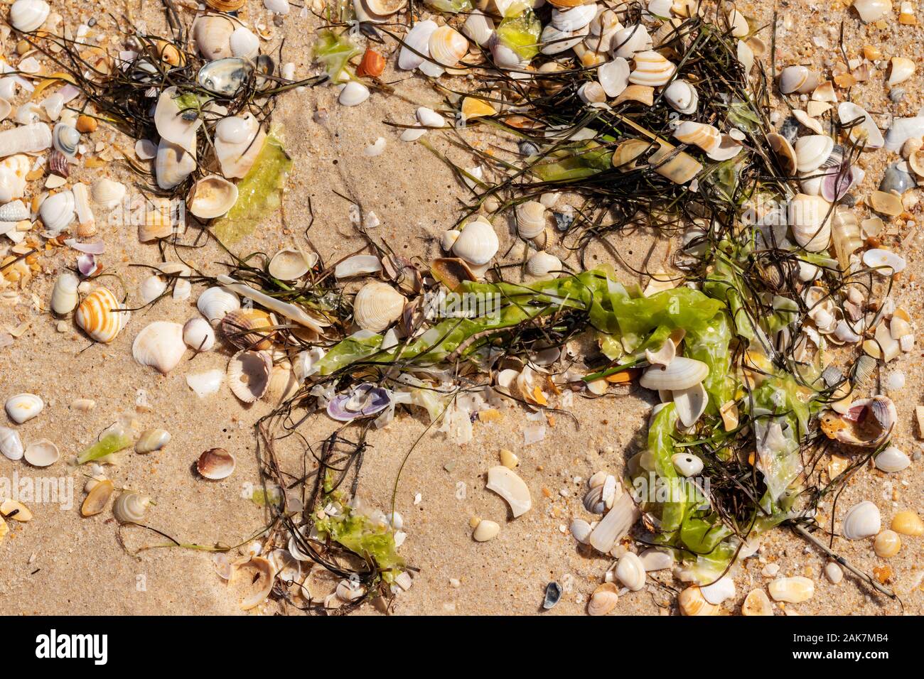 Top view shells water hi-res stock photography and images - Alamy