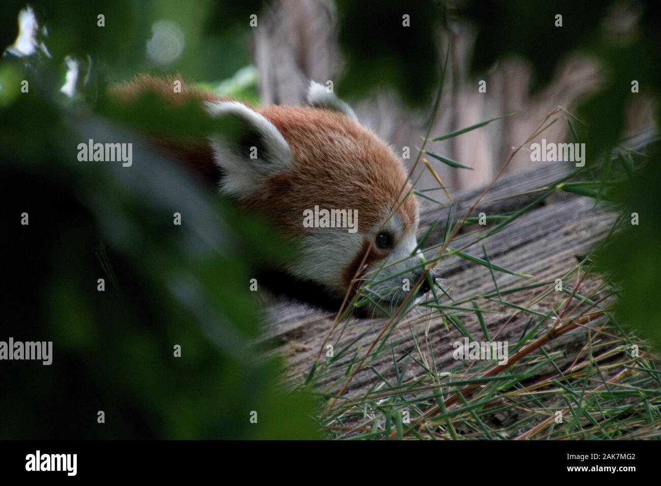 Red Panda - Ailurus fulgens - Chester Zoo, Cheshire, UK Stock Photo - Alamy