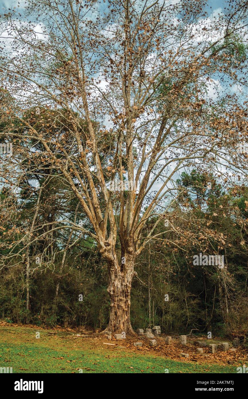 Autumn landscape with leafless big tree amid lush forest at the Caracol ...