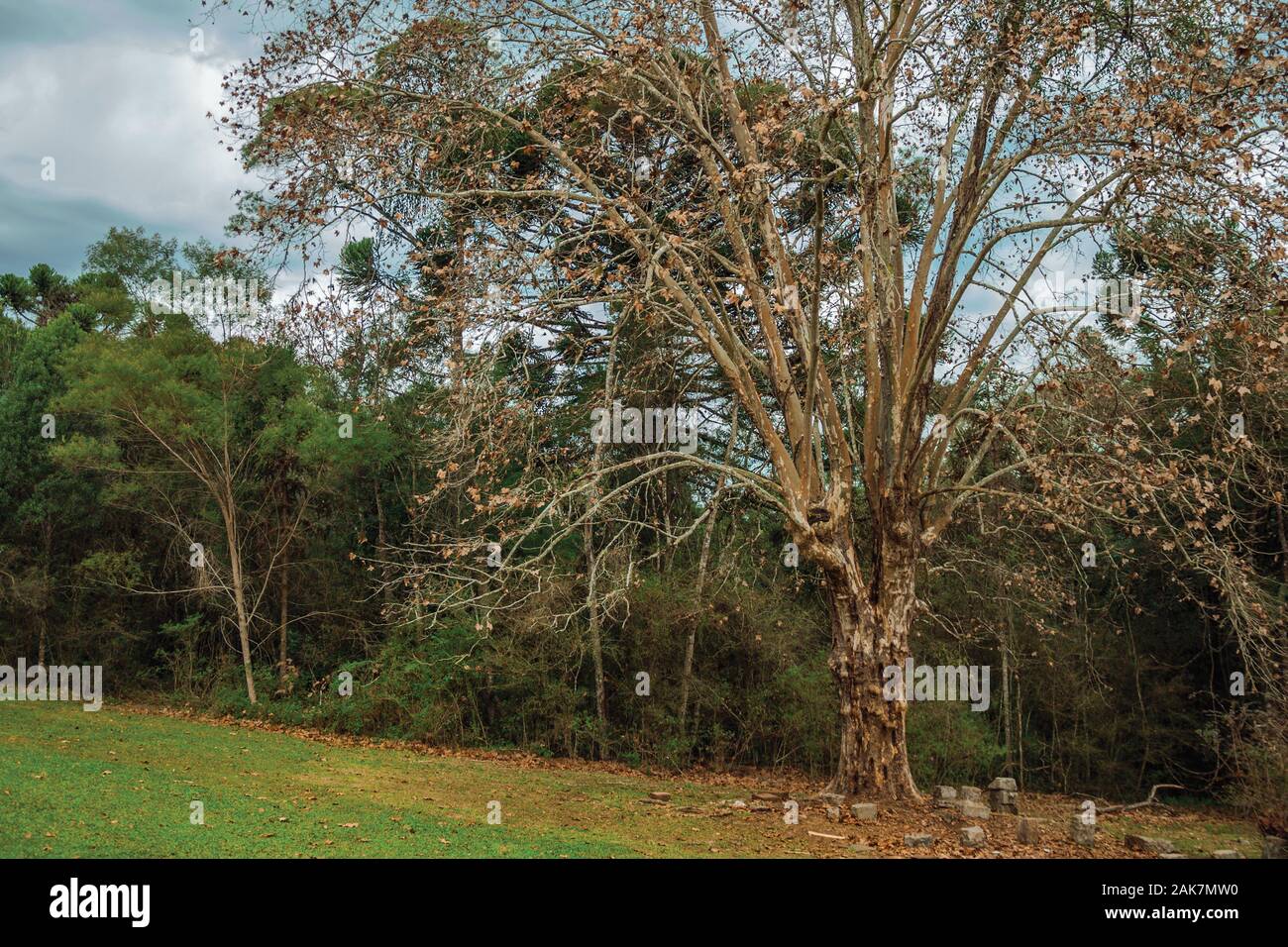 Autumn landscape with leafless big tree amid lush forest at the Caracol ...