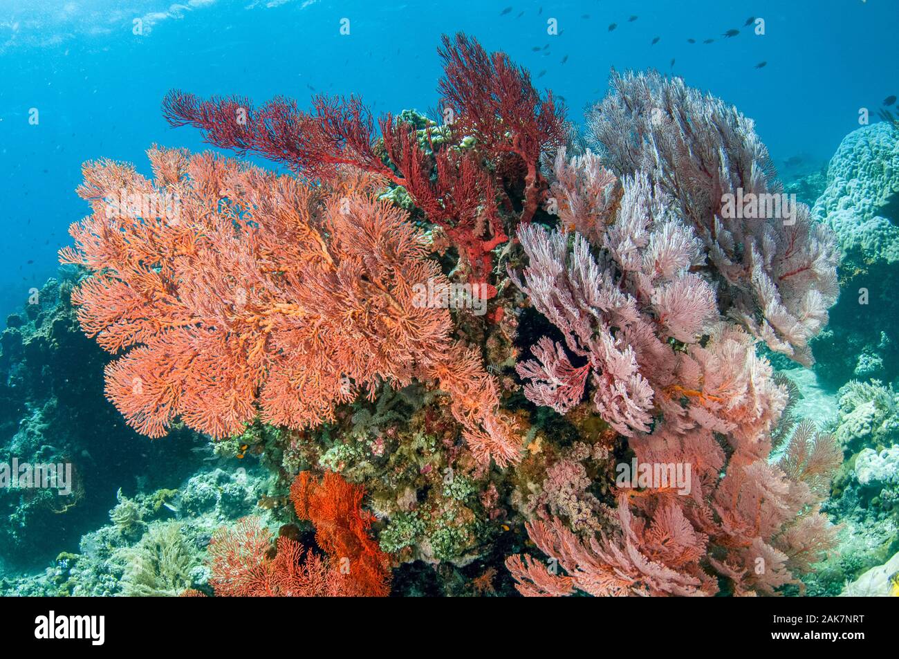 Sea Fan, Melithaea sp, Melithaeidae Family, Bunatan dive site, Amed ...