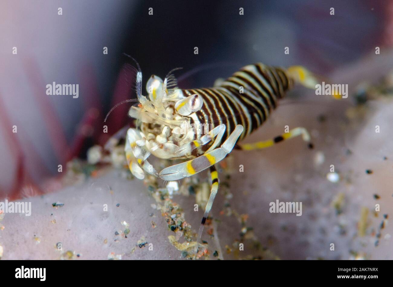 Striped Bumblebee Shrimp, Gnathophyllum americanum, Gnathophyllidae ...