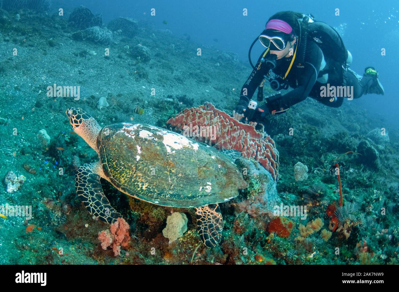 Green Turtle, Chelonia mydas, Cheloniidae Family, with diver by Barrel ...