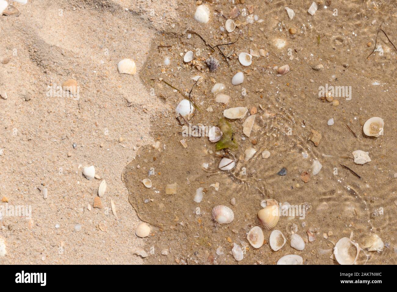 Shells on the beach in top view Stock Photo - Alamy