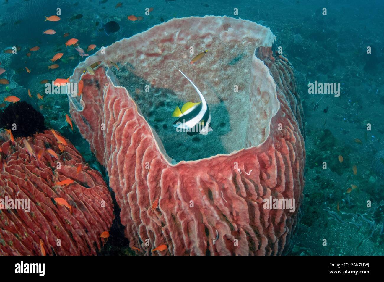 Barrel Sponge, Xestospongia testudinaria, Petrosiidae Family, with ...