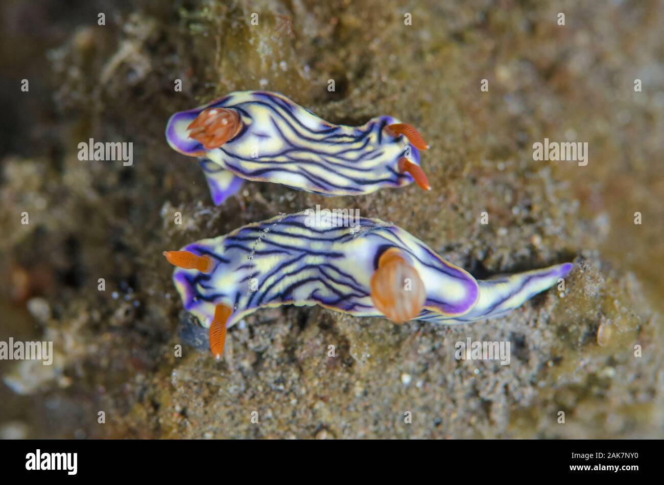 Hypselodoris nigrostriata hi-res stock photography and images - Alamy