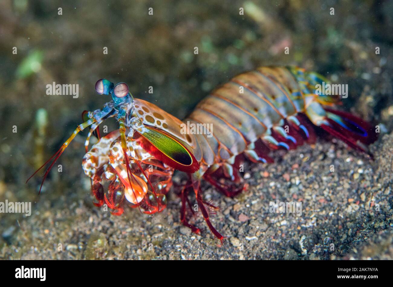 Peacock Mantis Shrimp, Odontodactylus scyllarus, Odontodactylidae ...