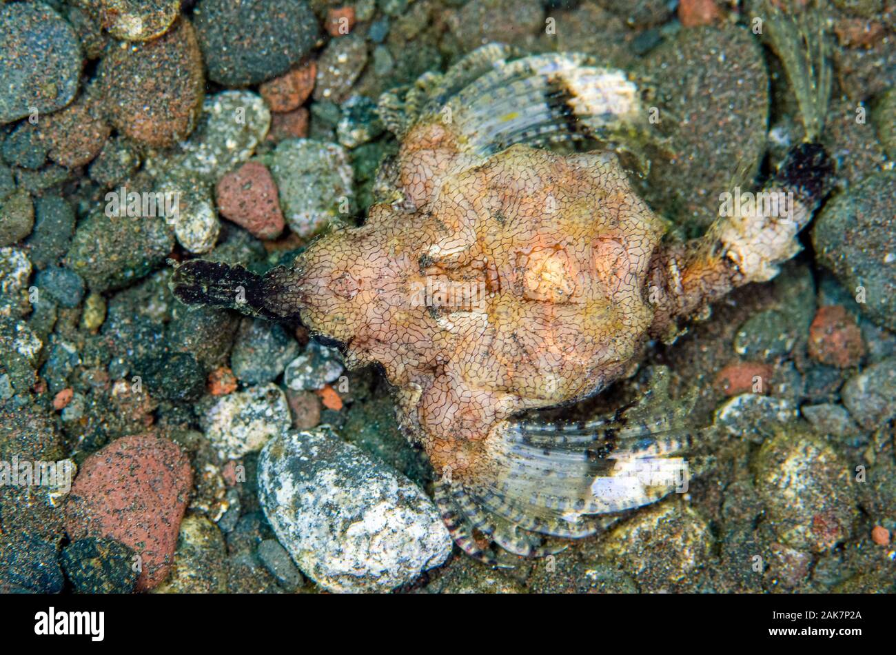 Seamoth, Eurypegasus draconis, Pegasidae Family, Sedam dive site, Amed ...