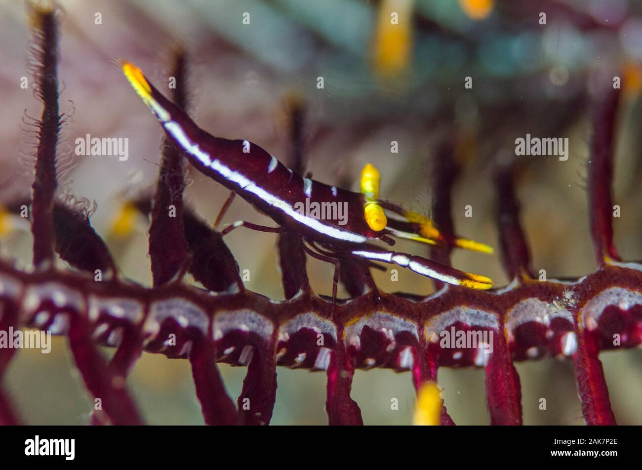 Tiger Crinoid Shrimp, Laomenes tigris, Palaemonidae Family, on crinoid ...