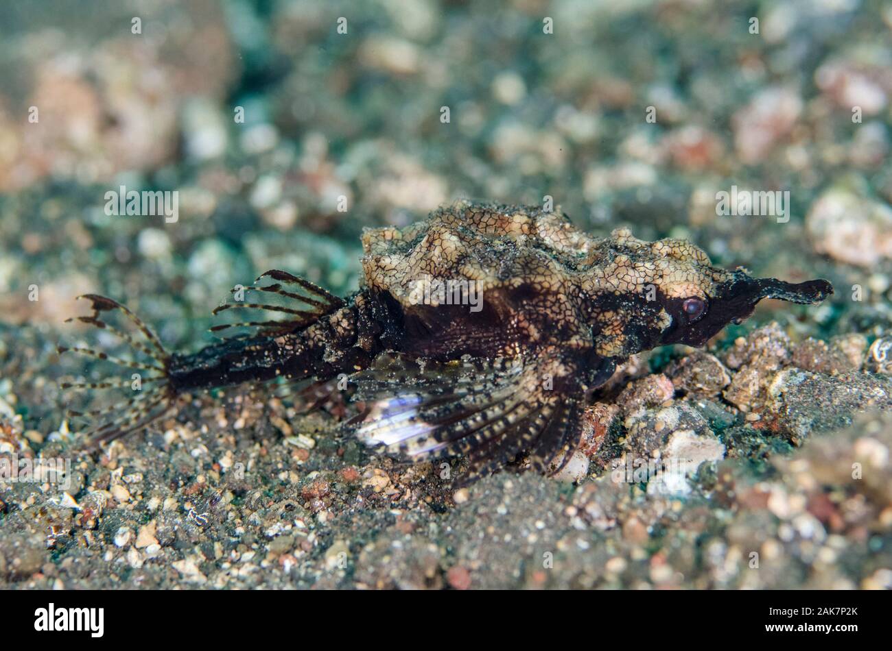 Seamoth, Eurypegasus draconis, Pegasidae Family, Sedam dive site, Amed ...