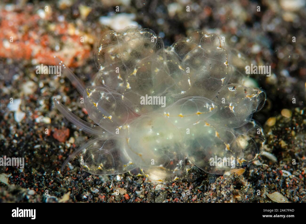 Elegant Cyerce Slug, Cyerce elegans, Caliphyllidae Family, on sand ...