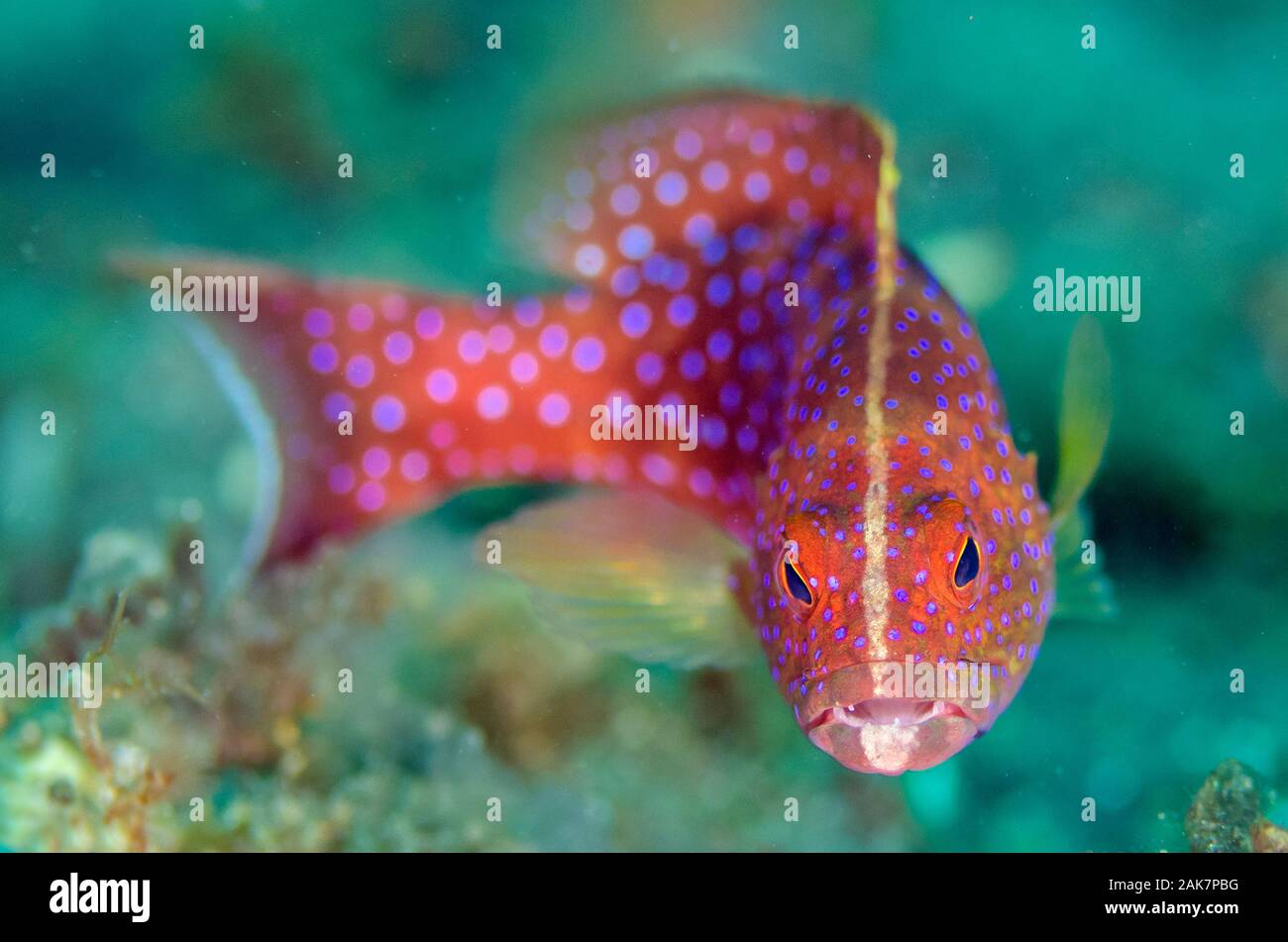 White edged lyretail grouper hi-res stock photography and images - Alamy