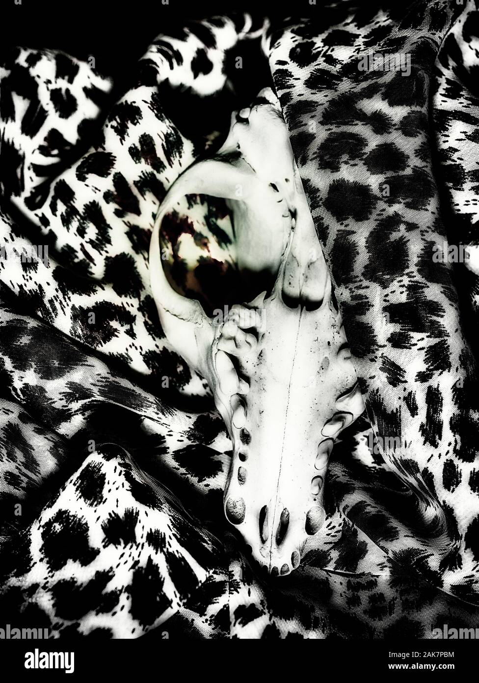 Still-life of skull, bones, alluding to death and other nefarious deeds ...