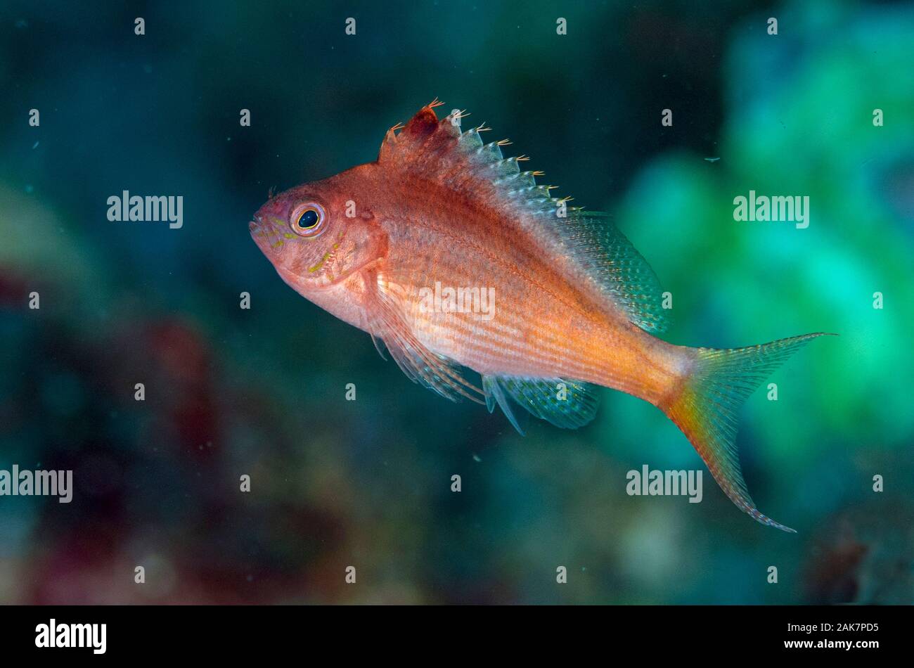 Lyretail Grouper, Variola albimarginata, Serranidae Family, Sedam dive ...